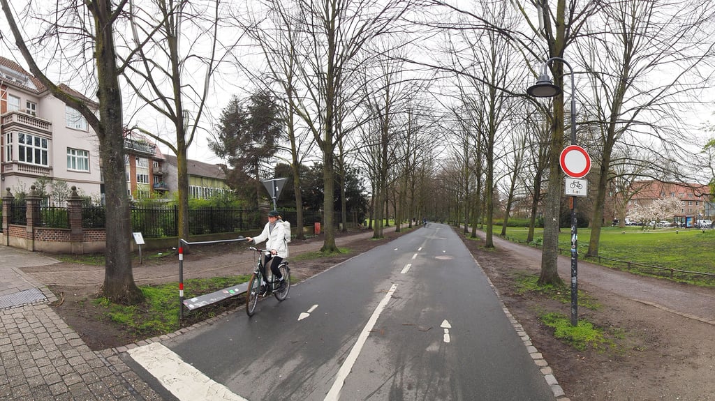 Promenade in Münster: Dürre und Massenbetrieb setzen Bäumen zu