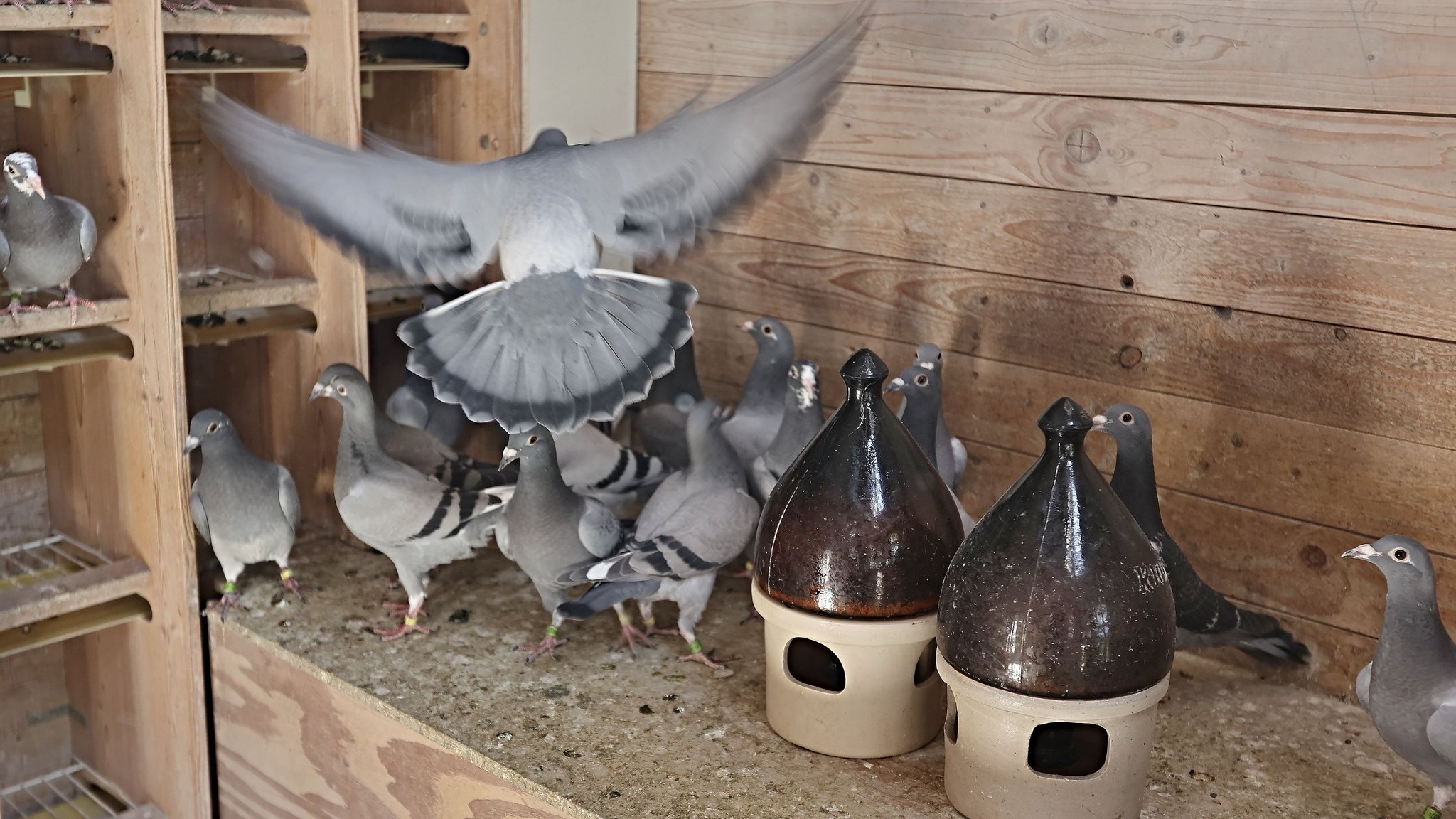 Schillernde Schönheit im Tauben-Schlag in Brakel und Eversen