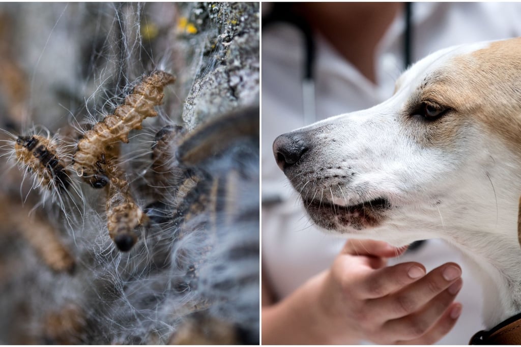 Eichenprozessionsspinner: So erkennen sie die gefährliche Raupe