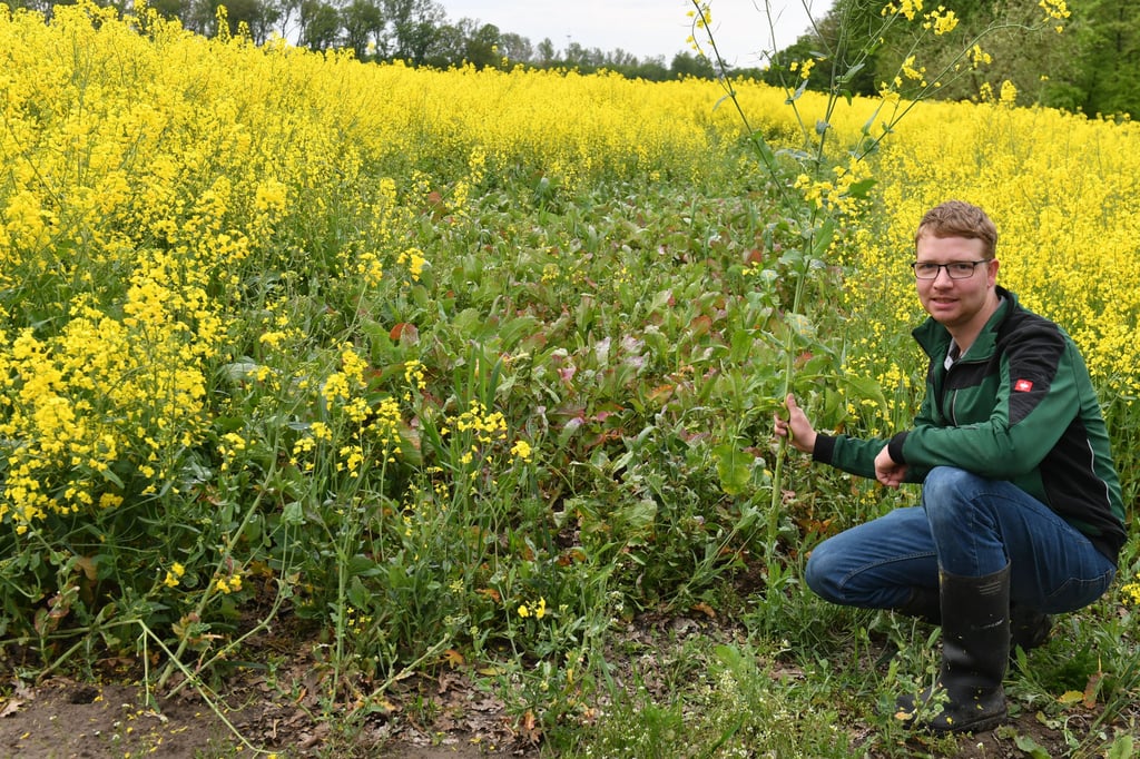 Landwirte: Schädlingsschutz beim Raps geht nur mit der Spritze