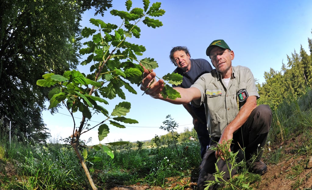 Acker in Bielefeld wird zu Wald