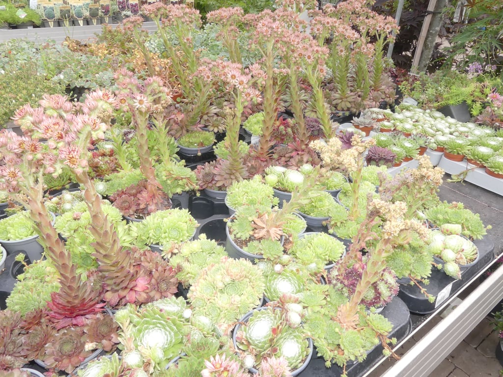 So wird der Garten hitzefest