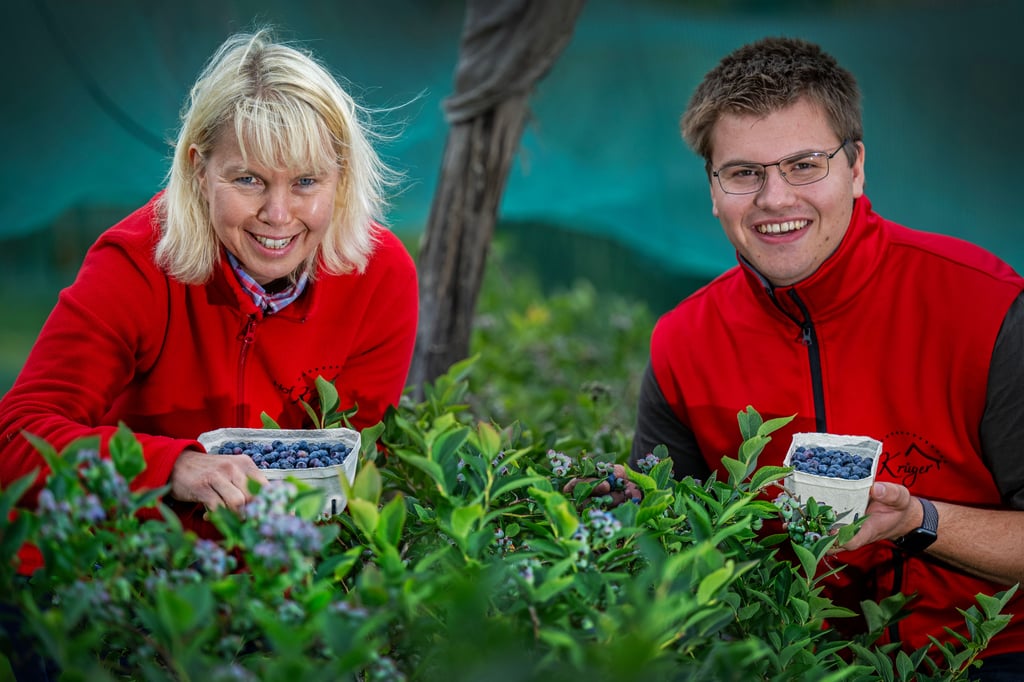 Bielefeld: Auf dem einzigem Blaubeerfeld ist Erntezeit