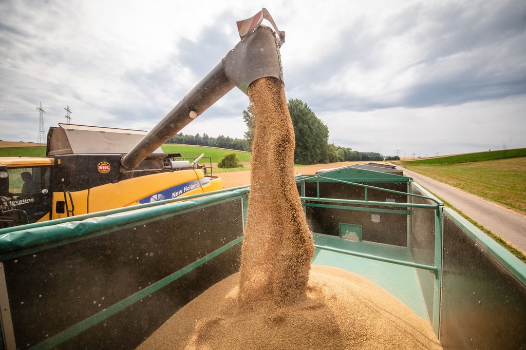 Der Mais sieht gut aus