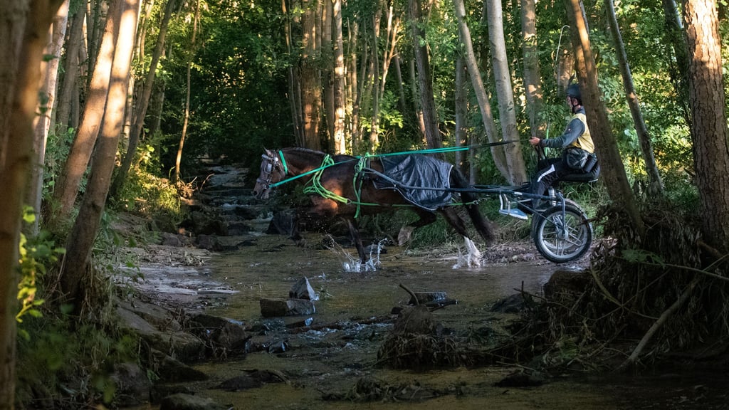 Distanzfahren: Pony „Sir Nando“ und Ines Müller-Millgramm fahren zwei ...