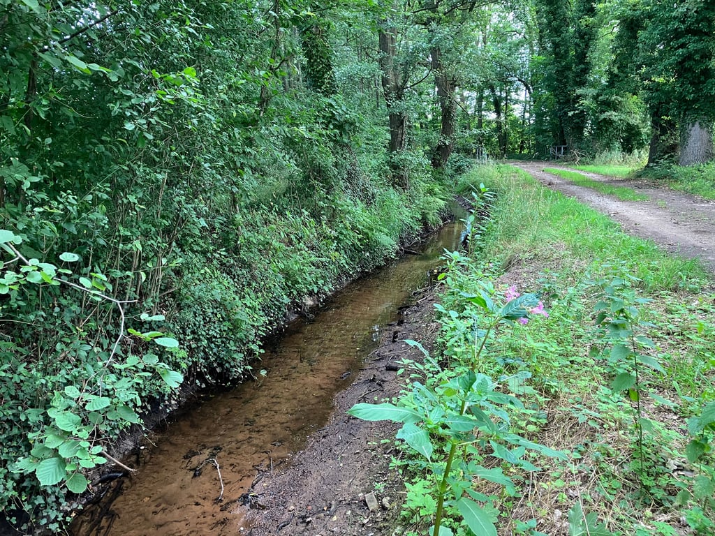 Amphibien mögen die Trockenheit nicht