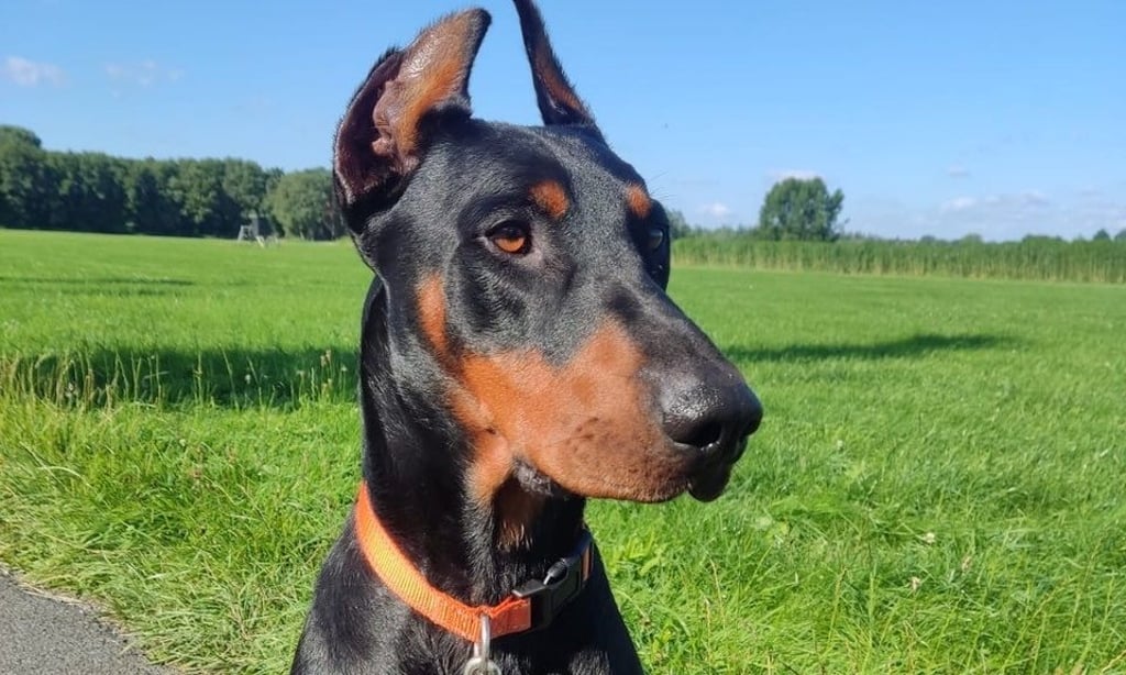 Ein Dobermann aus Lintel sucht neue Menschen