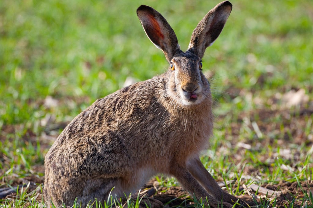 Ein gutes Jahr für die Hasen