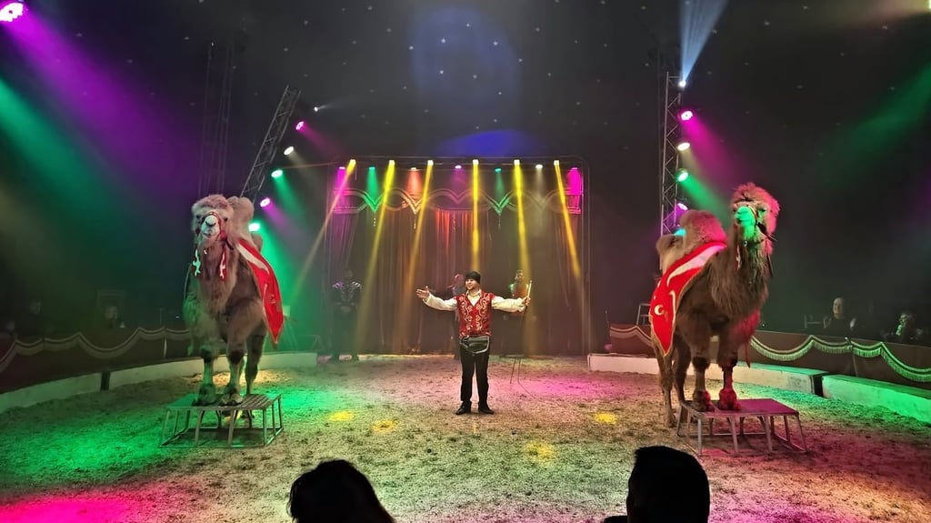 Steinheim: Circus Salino kommt in die Stadt