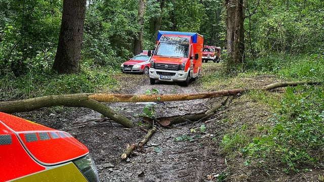 Brakel: Fallender Baum verletzt Frau schwer