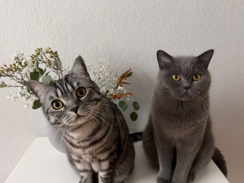 Weltkatzentag 2023: Das sind die schönsten Katzenfotos aus dem Münsterland