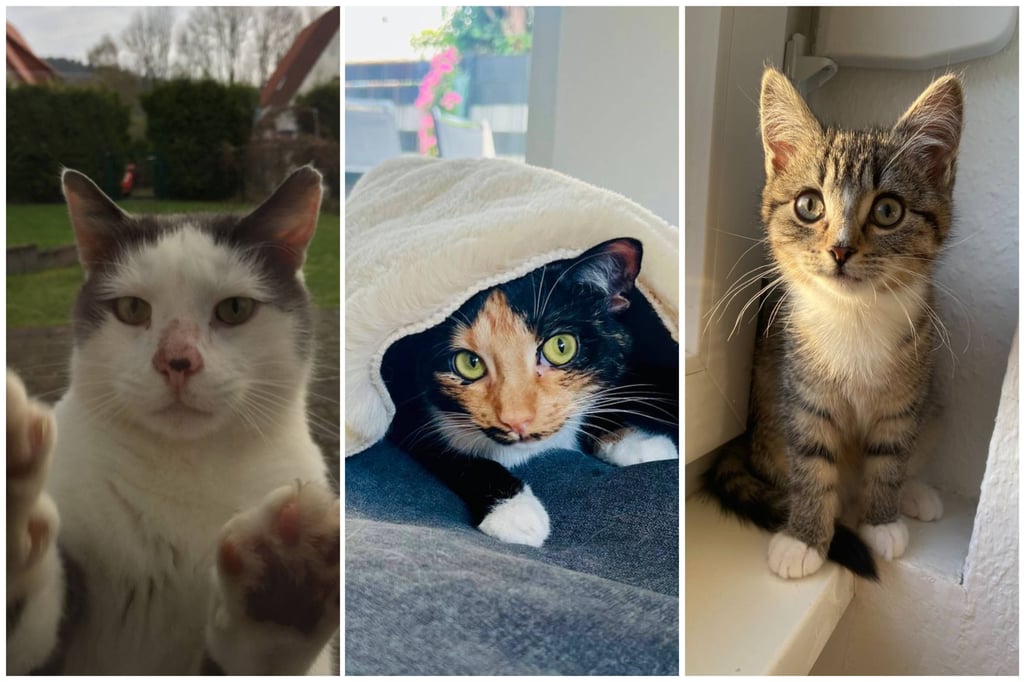 Weltkatzentag 2023: Das sind die schönsten Katzenfotos aus dem Münsterland