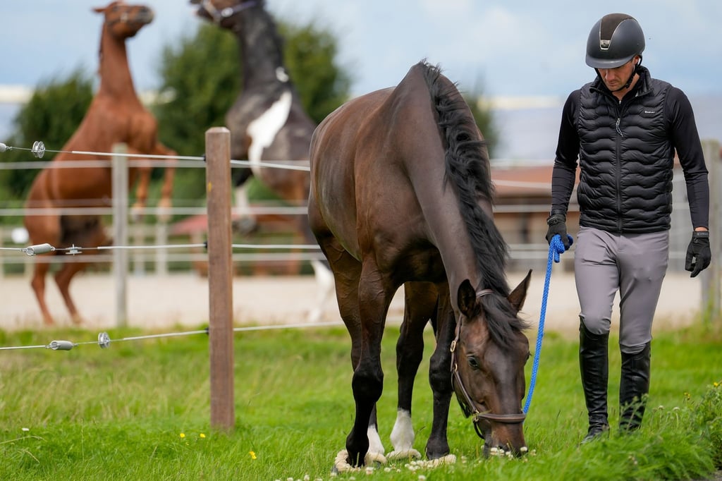 Was macht eigentlich ein Pferdewirtschaftsmeister?