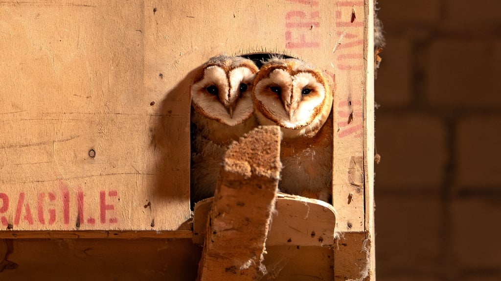 Einblicke in die Kinderstube der Schleiereulen