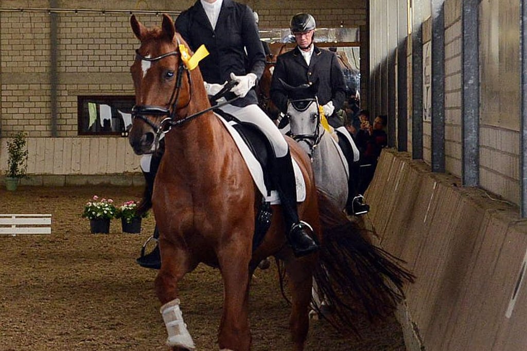 Pferdesportverein Steinhagen-Brockhagen Hollen: Dressurteam bleibt Erster