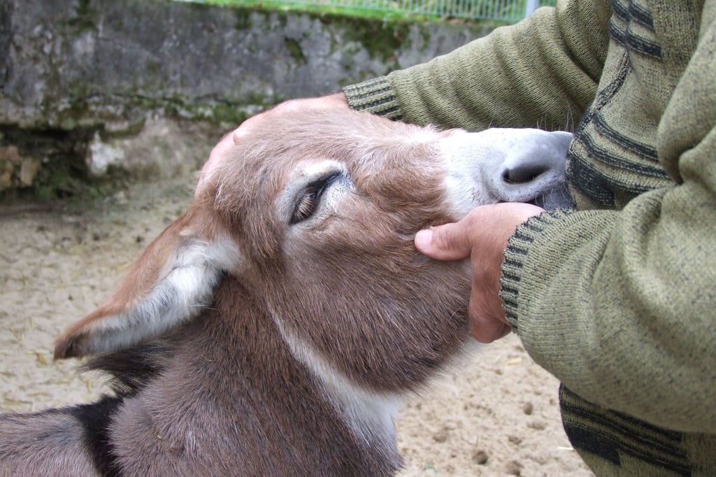 Seltene Miniatur-Esel werden in Vlotho gezüchtet