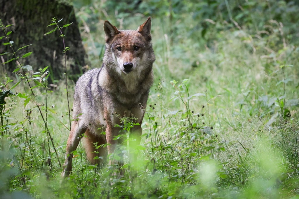 Offenbar Wolf in Münsters Osten unterwegs
