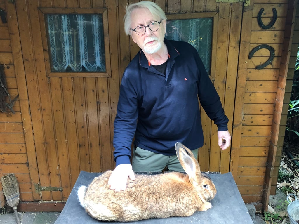 Züchter lassen die Ohren hängen