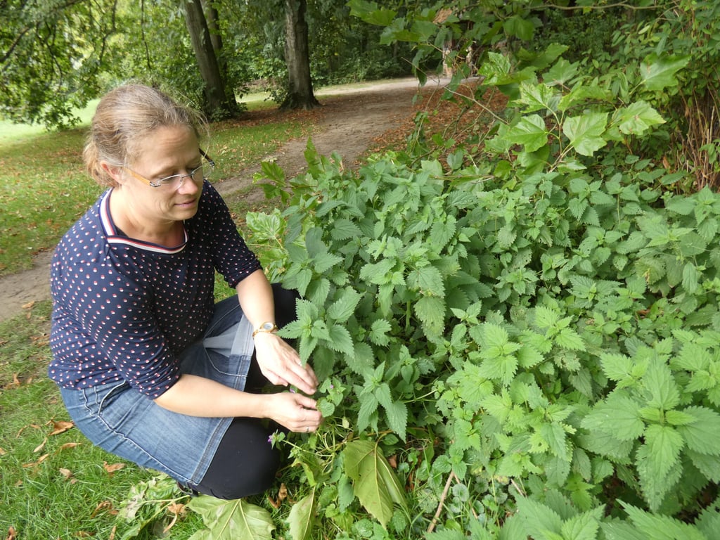 Die unterschätzte Alleskönnerin