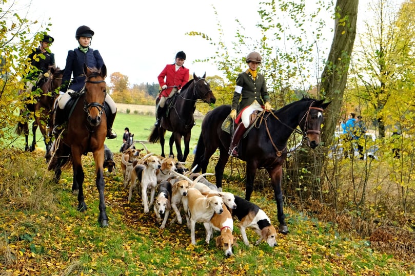 Hubertus-Reitjagd im Solling: Pferde, Hunde und Reiterglück