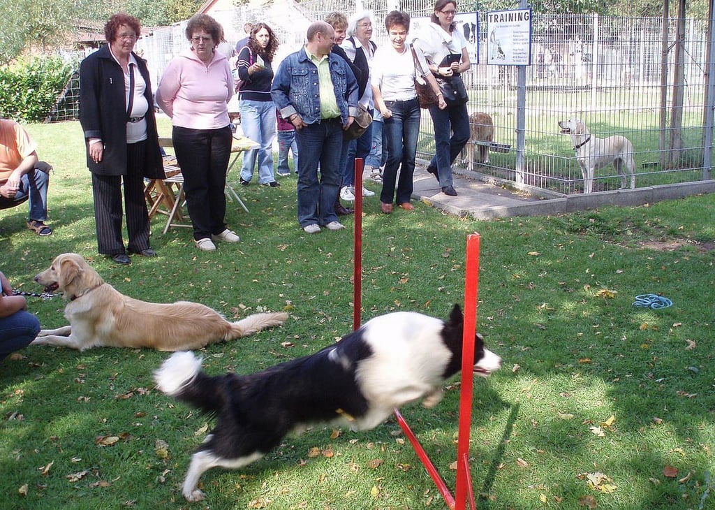 Vierbeiner stehen im Mittelpunkt