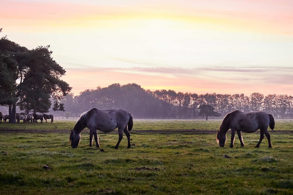 Endspurt der Wildpferde-Saison 2023
