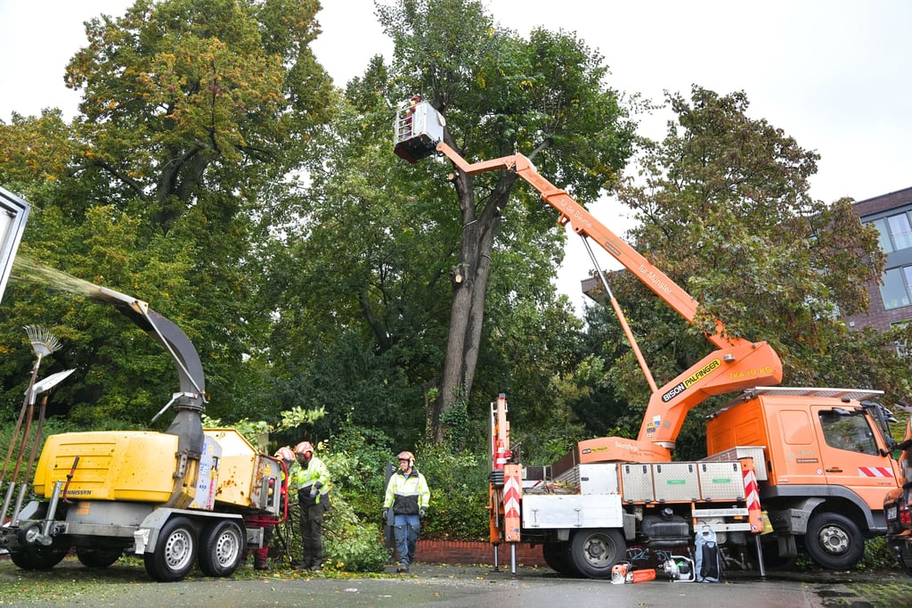 Münster: Alte Linde an der Promenade gefällt