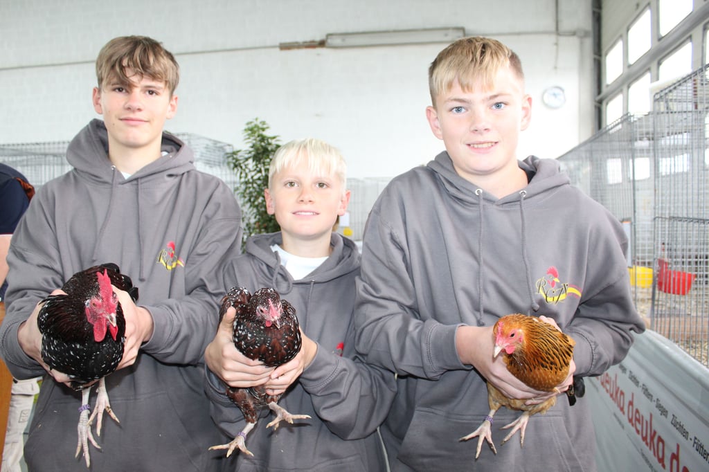 Rassegeflügelzüchter stellen in Hüllhorst 150 Tiere aus