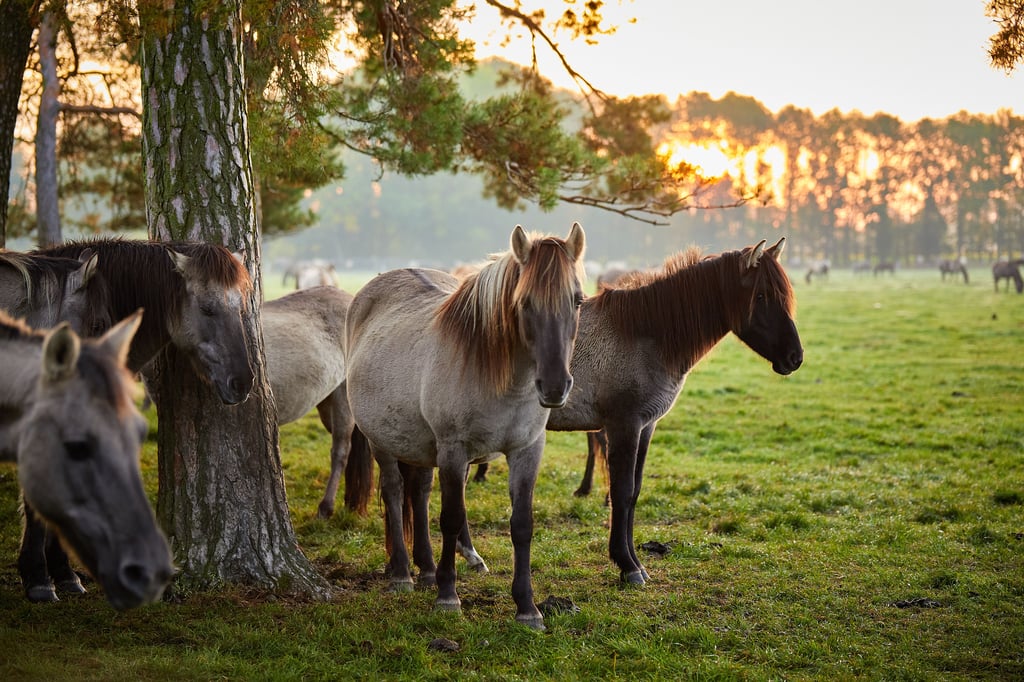 Ticketverkauf für Wildpferde-Führungen startet