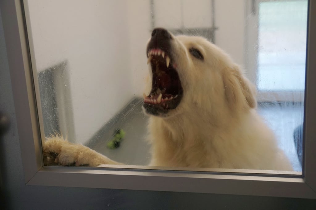 Wenn Beate Zähne zur Begrüßung zeigt