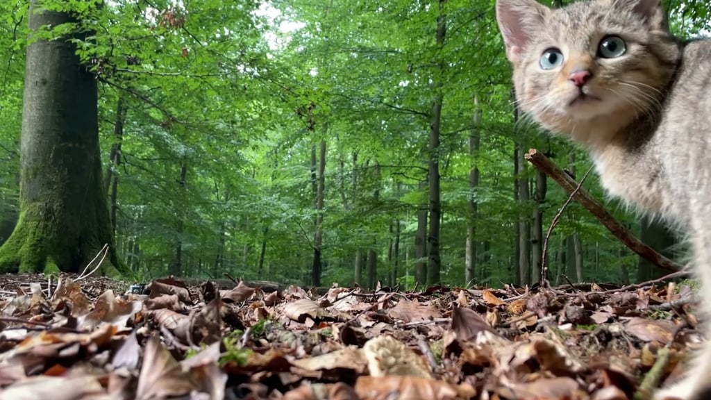 Warburg: Die Wildkatze tigert wieder durch den Wald in Hardehausen