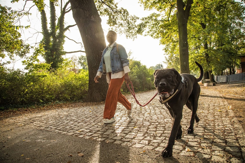 Fünf Tipps: So zieht Ihr Hund nicht mehr an der Leine