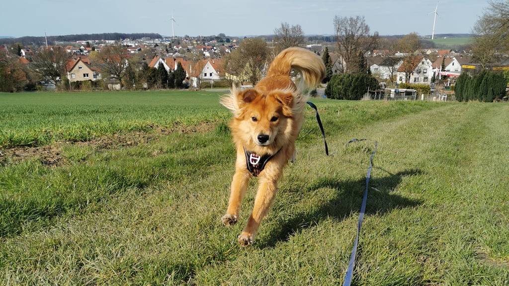 Damit Hunde in Werther sich richtig austoben können