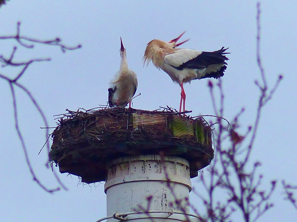 Hiddenhausen: Störche sind zurück in Lippinghausen