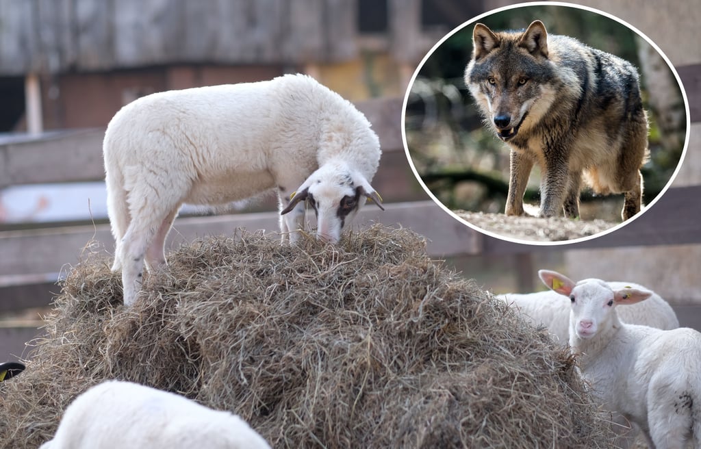 Bünde: Nach Wolfsunfall sind Tierhalter besorgt