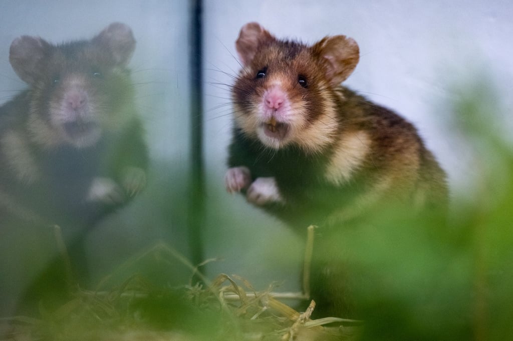 Darum ist der Trend zur Niedlichkeit im Netz ungebrochen