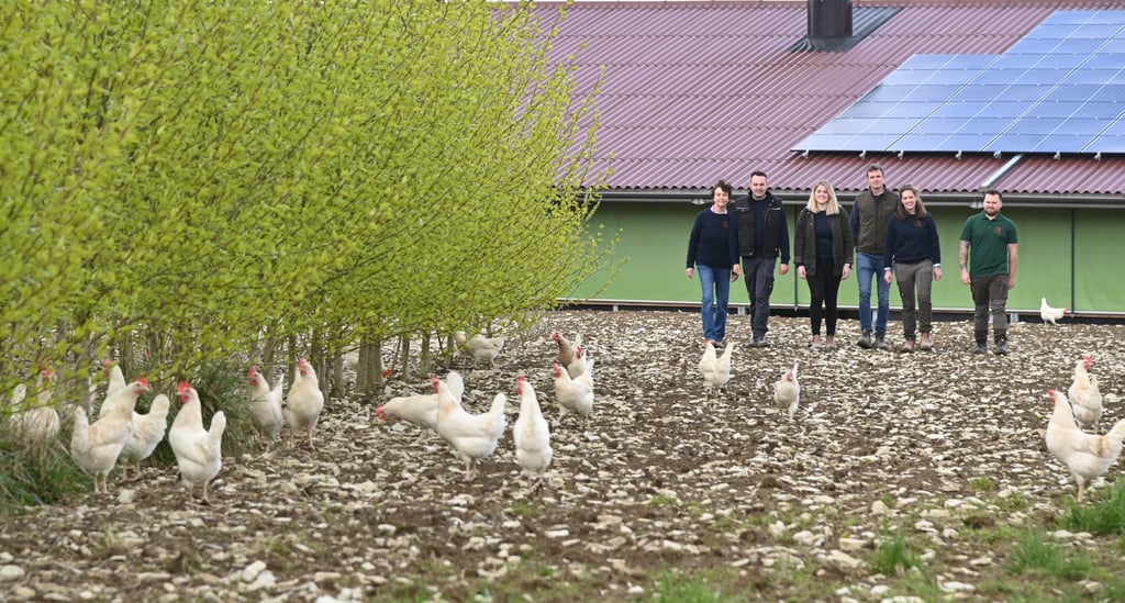 Borchen: Hier legen 12.000 Hennen jeden Tag ein Bio-Ei