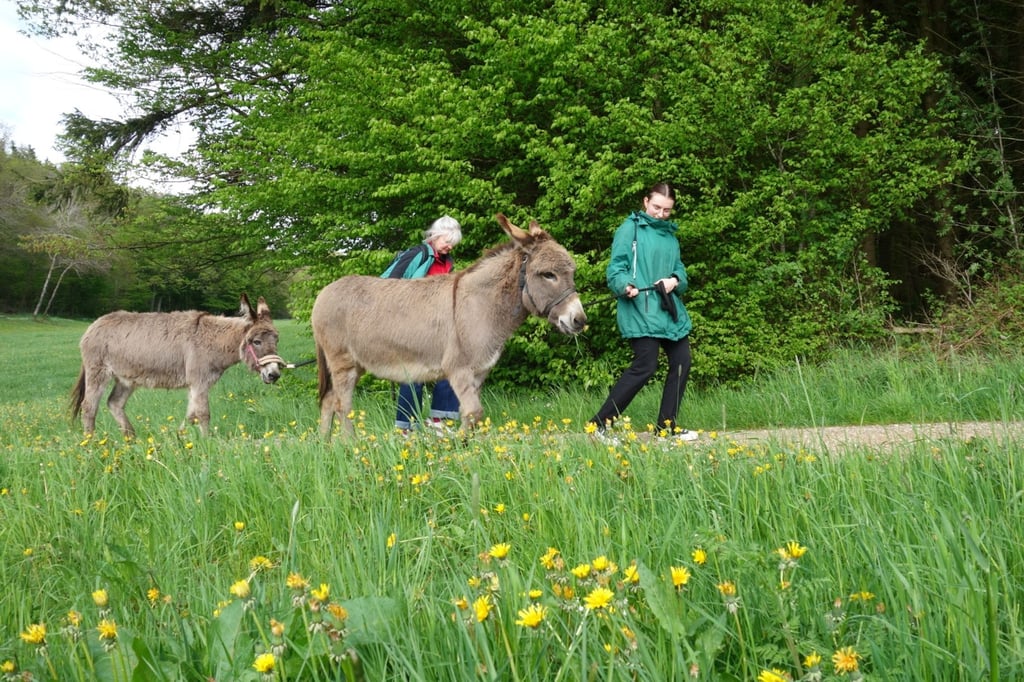 Entschleunigung mit Geduldsprobe: Per Esel durch die Eifel