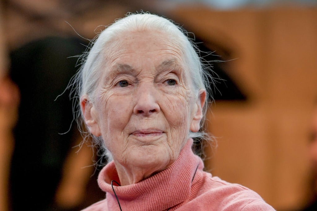 Jane Goodall: Der «weiße Menschenaffe» wird 90