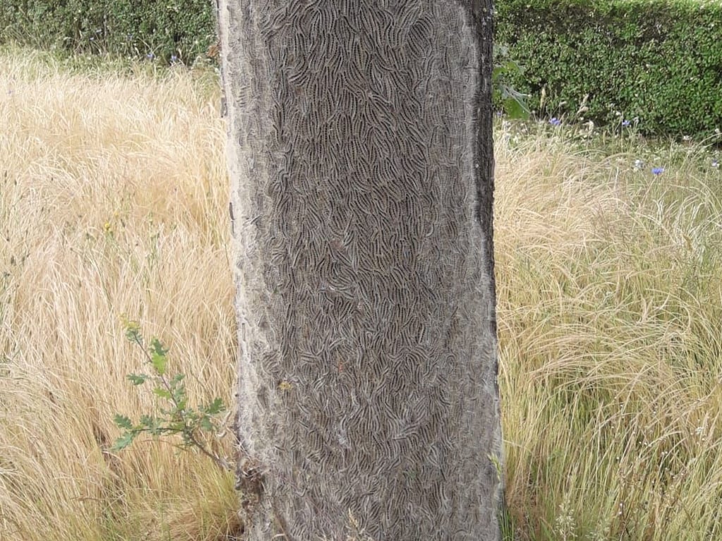 Vorgehen gegen den Eichenprozessionsspinner