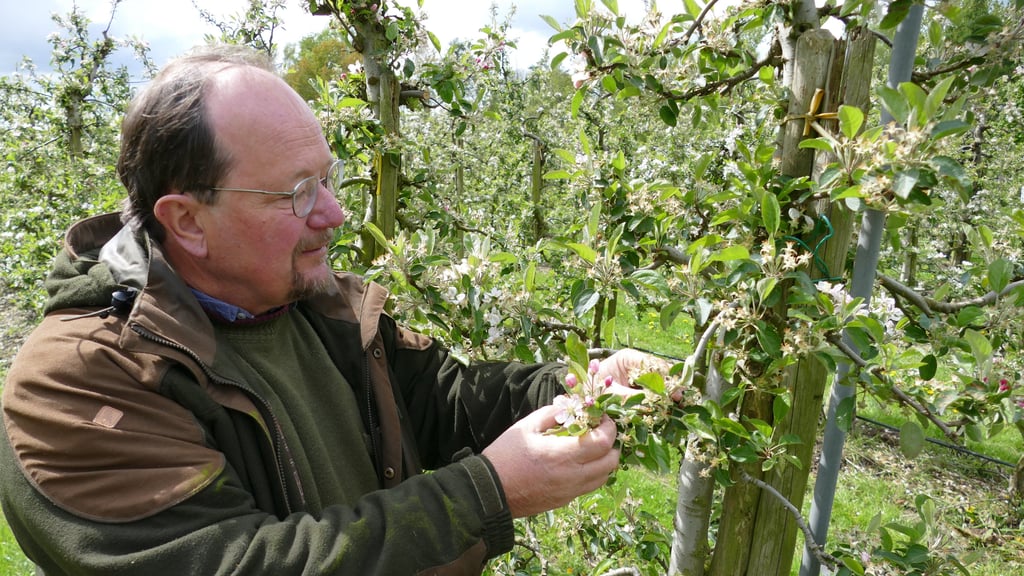 Hiddenhausen: So schützt der Obsthof die Pflanzen vor Frost