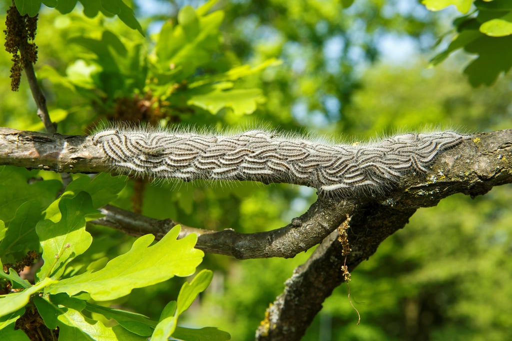 Stadt Münster nimmt Kampf gegen Eichenprozessionsspinner wieder auf
