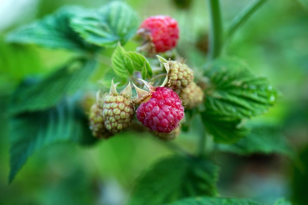 Das wächst auch in schattigen Beeten