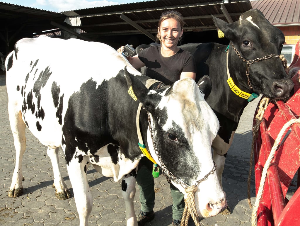 Everswinkel: Sieben Kühe treten in den Ring