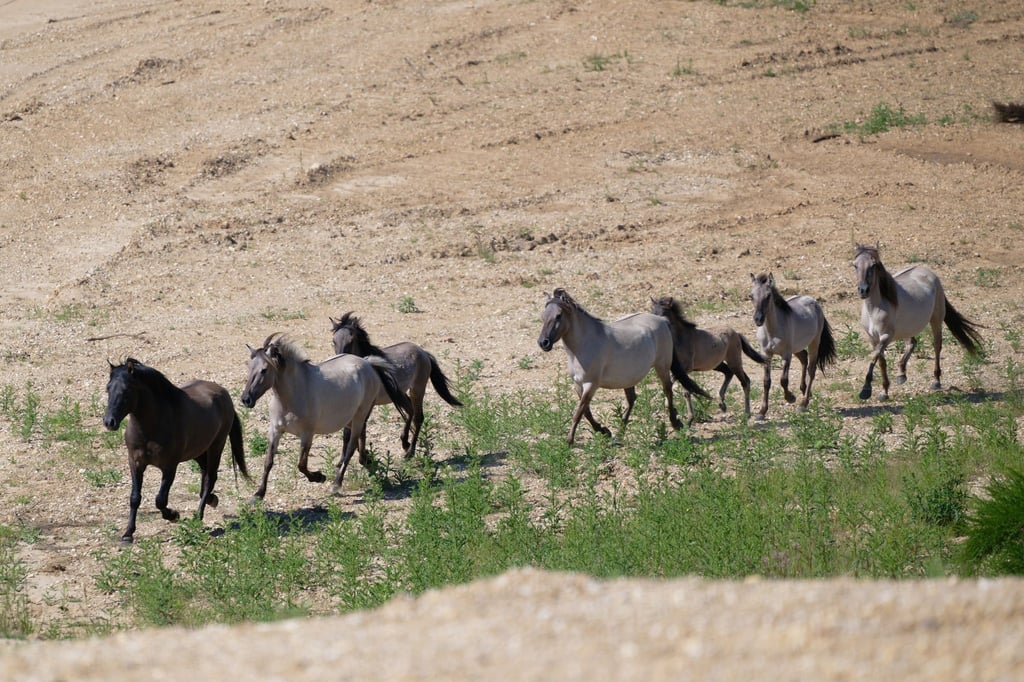Wildpferde am Braunkohletagebau Hambach