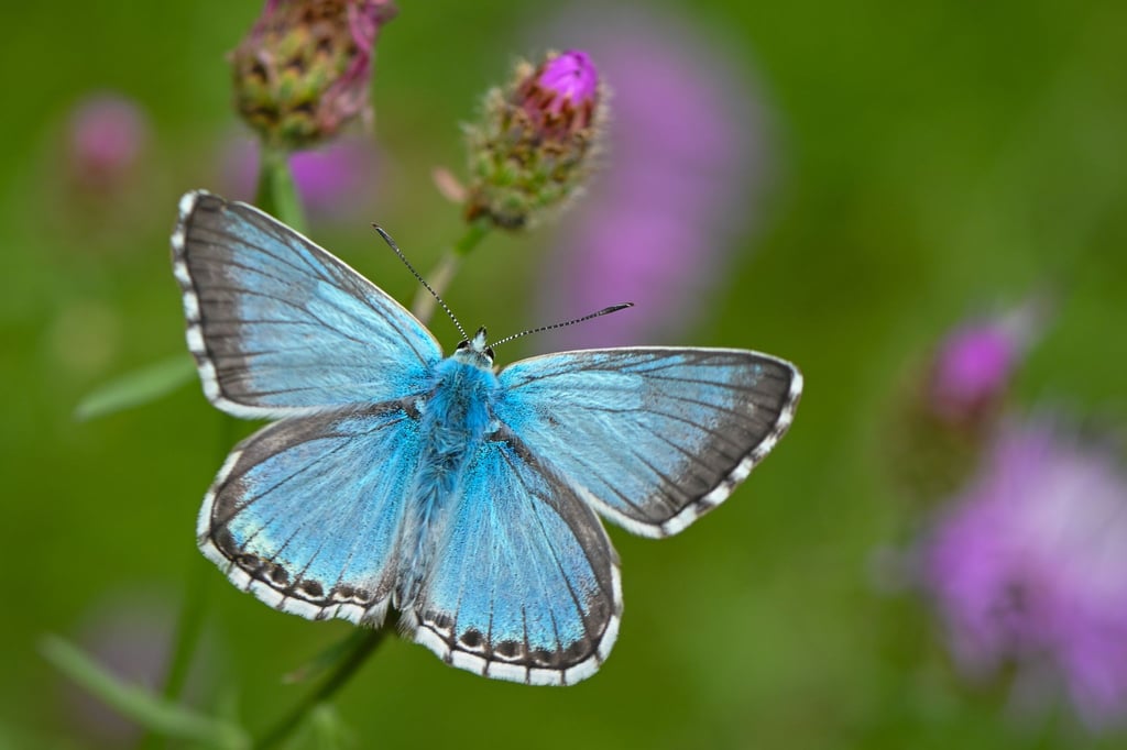 Was flattert da? App hilft beim Erkennen heimischer Insekten