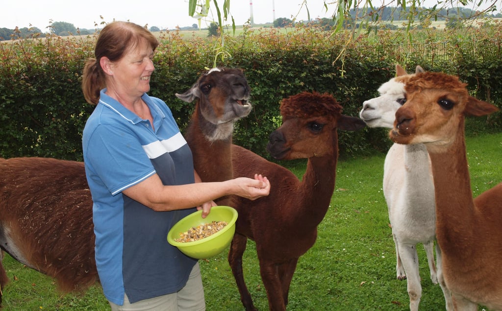 Schlangen: Ehepaar lebt mit vier Alpakas und einem Lama im Emkental.