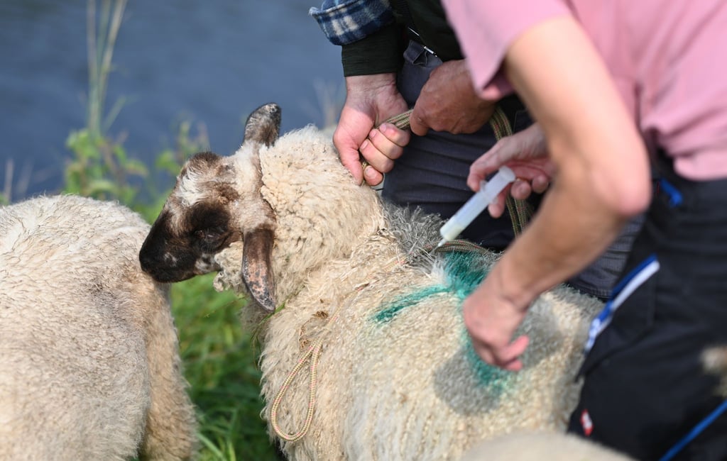 Blauzungenkrankheit: Die Unsicherheit bleibt weiter bestehen