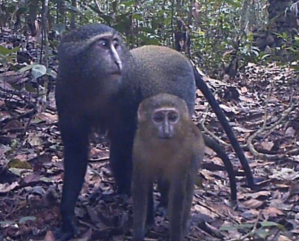 Kongobecken ist «Schatztruhe der biologischen Vielfalt»