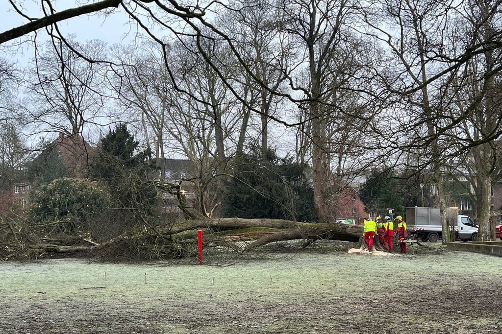 25 Meter hohe Linde an der Promenade gefällt